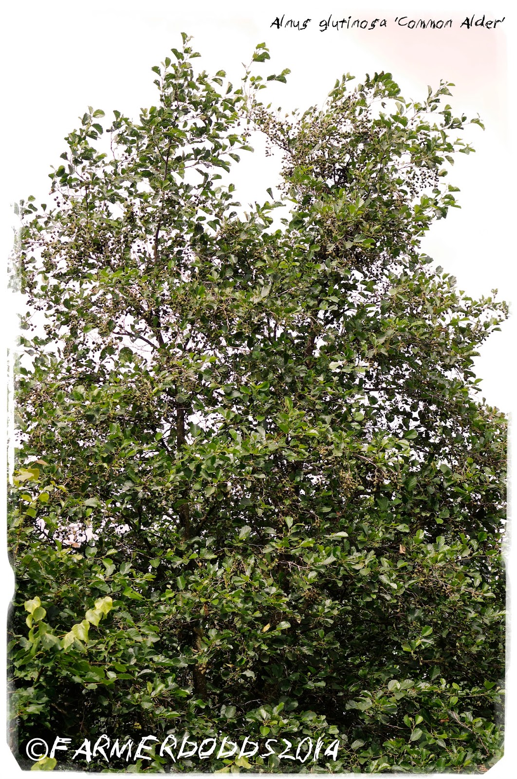 NATIVE BRITISH HERBS: A