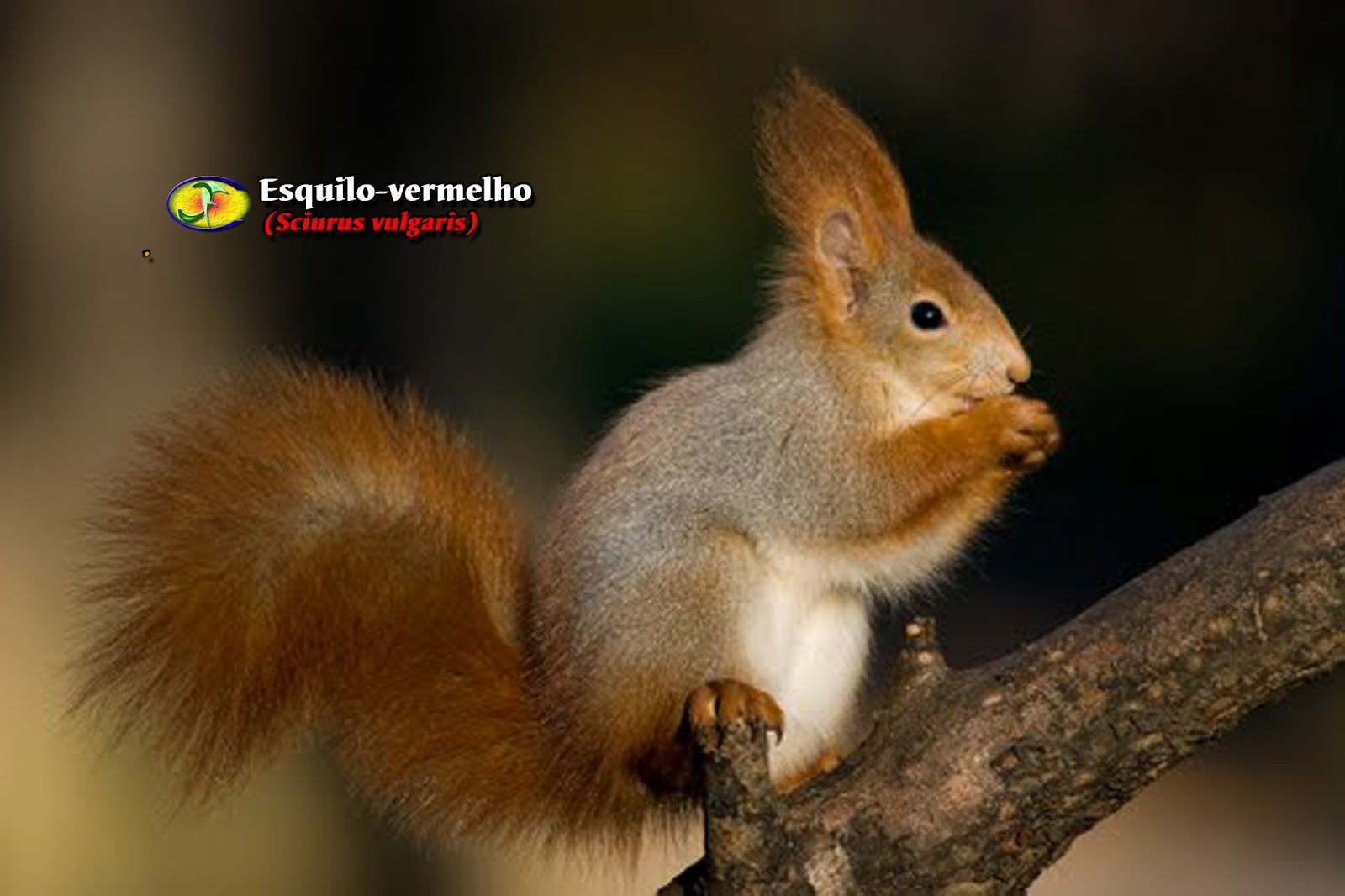 Zoologia: Esquilo-vermelho (Sciurus vulgaris)
