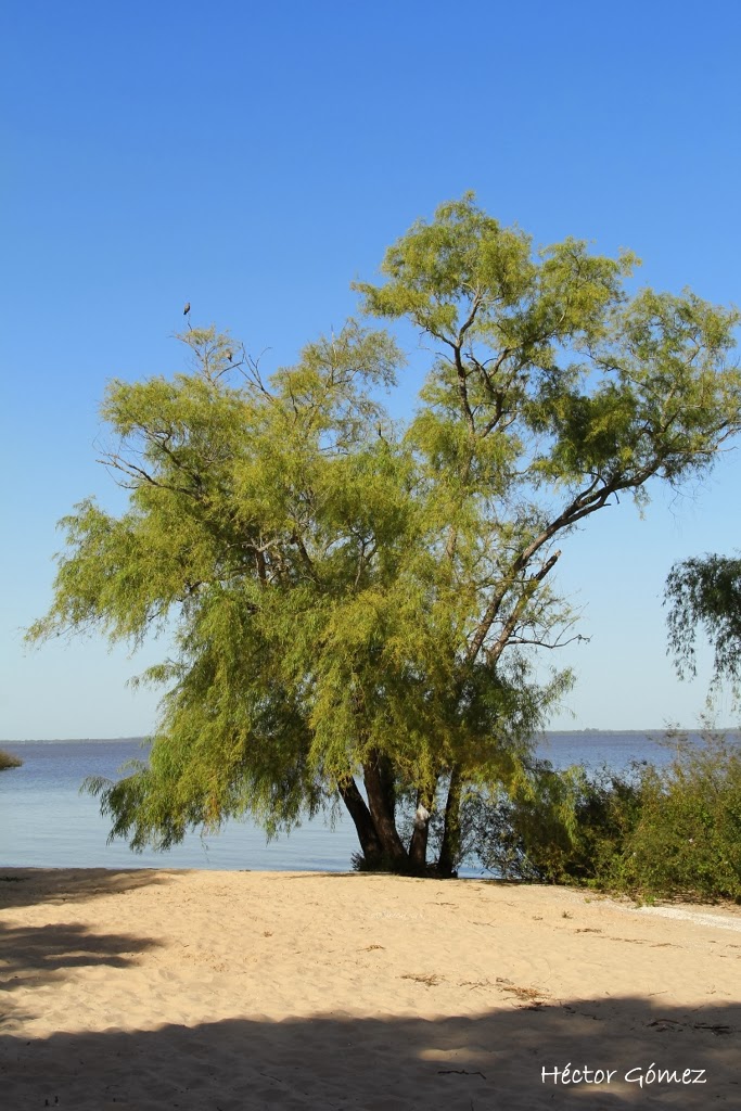 Investigación de Flora y Aves del balneario "Las Cañas": Especies ...