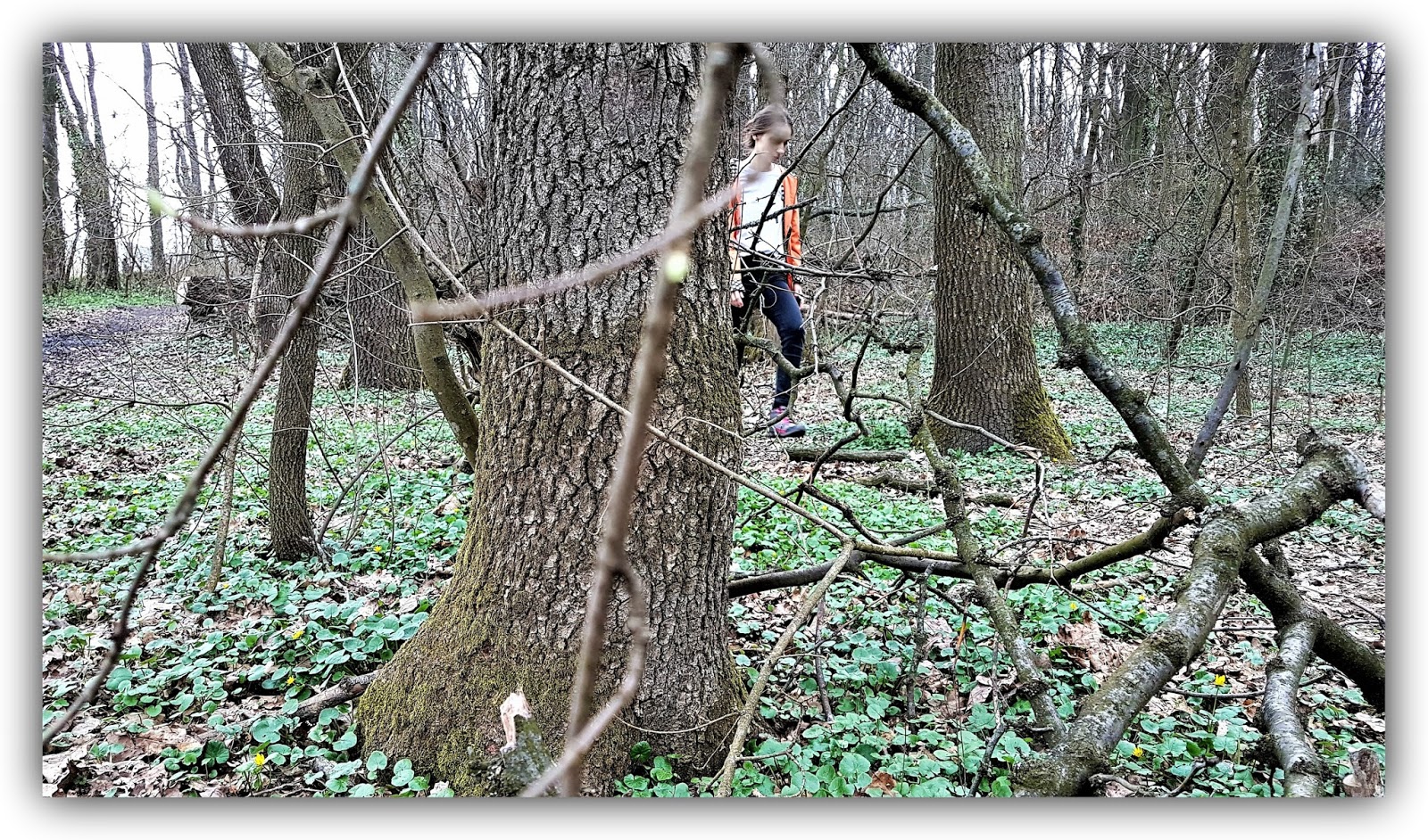 O plimbare prin padure