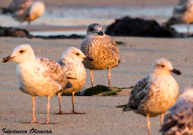 Birds of Portugal: Gaivota-de-patas-amarelas / Yellow-legged Gull ...