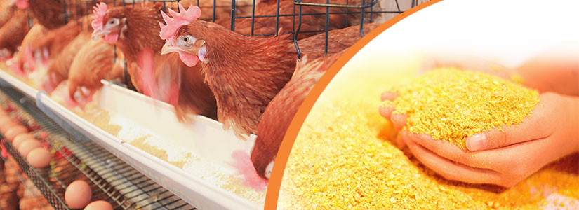 DOC Broiler / Layer & Pullets - PT. Poultry Farm Indonesia