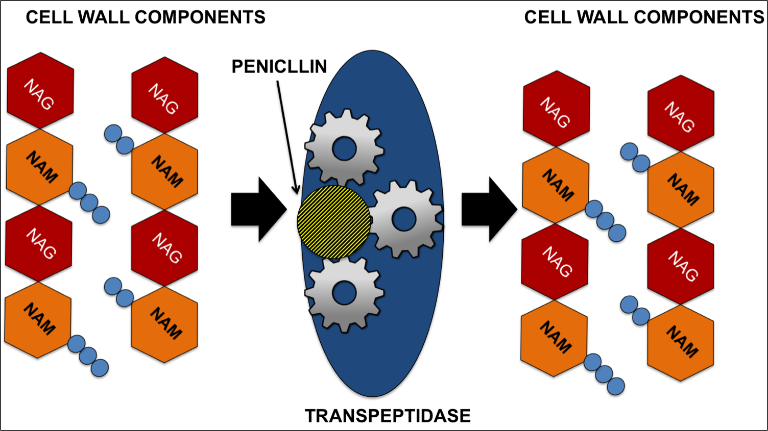 Five Degrees of Freedom: How Does Penicillin Work?
