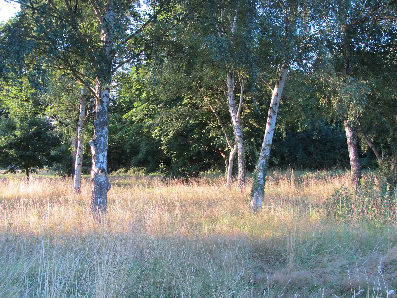 Ham Photos: The sun sets on Ham Common Woods