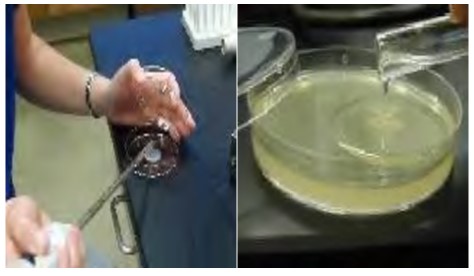 AsalSharing: INOKULASI DAN ISOLASI | asalshareinfo