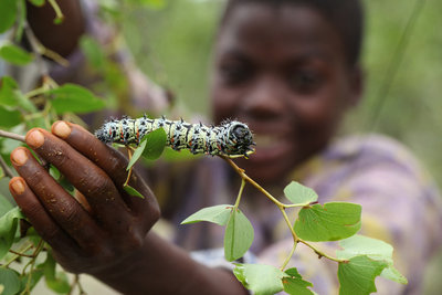 AAA ACCADEMIA AFFAMATI AFFANNATI: Africa. Namibia. Mopane worms ...