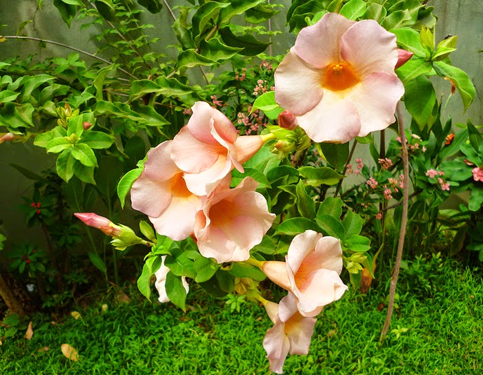 Allamanda -Golden Trumpet Flowers | SL Flora