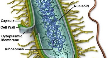 INFECTIOUS DISEASE: Cytoplasm of bacteria
