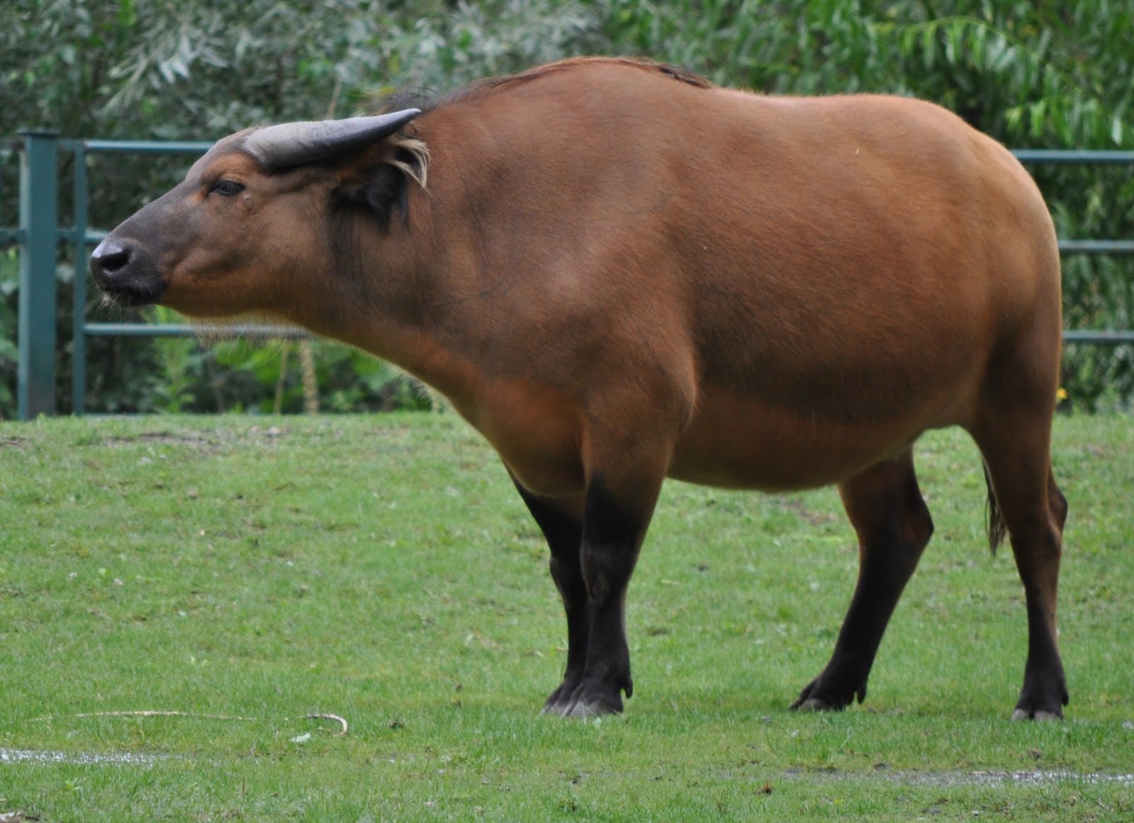 ZOOTOGRAFIANDO (6.100 ANIMALS): BÚFALO ENANO O ROJO / RED BUFFALO ...