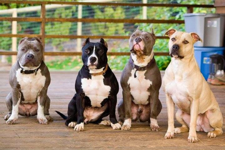 Pitbull Kosova: Pitbull Family :)