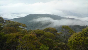 Gunung Benum,Krau Wildlife Reserve, Pahang ~ Travel Hikers