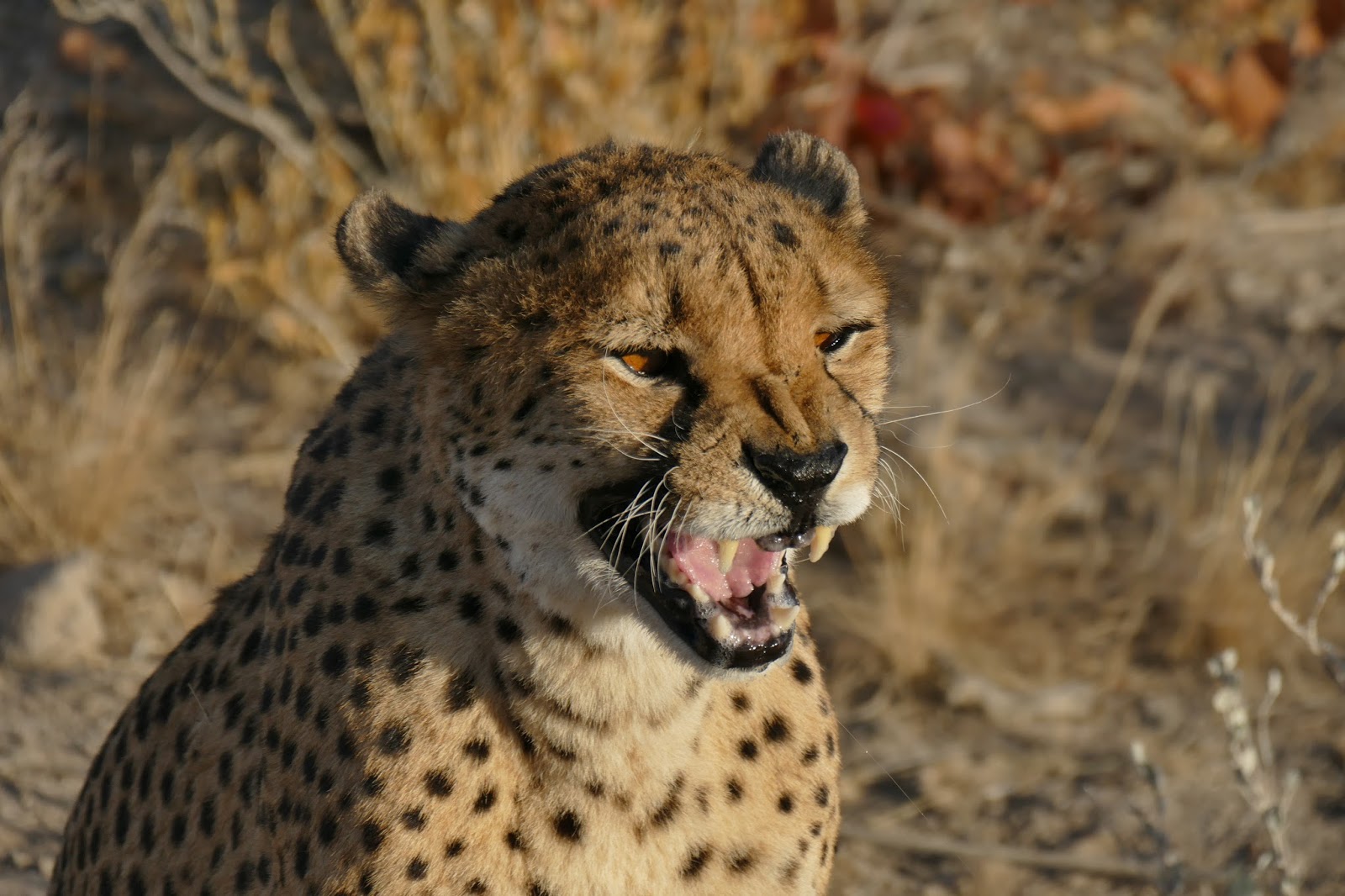 Namibia erleben: Geparden streicheln in Namibia