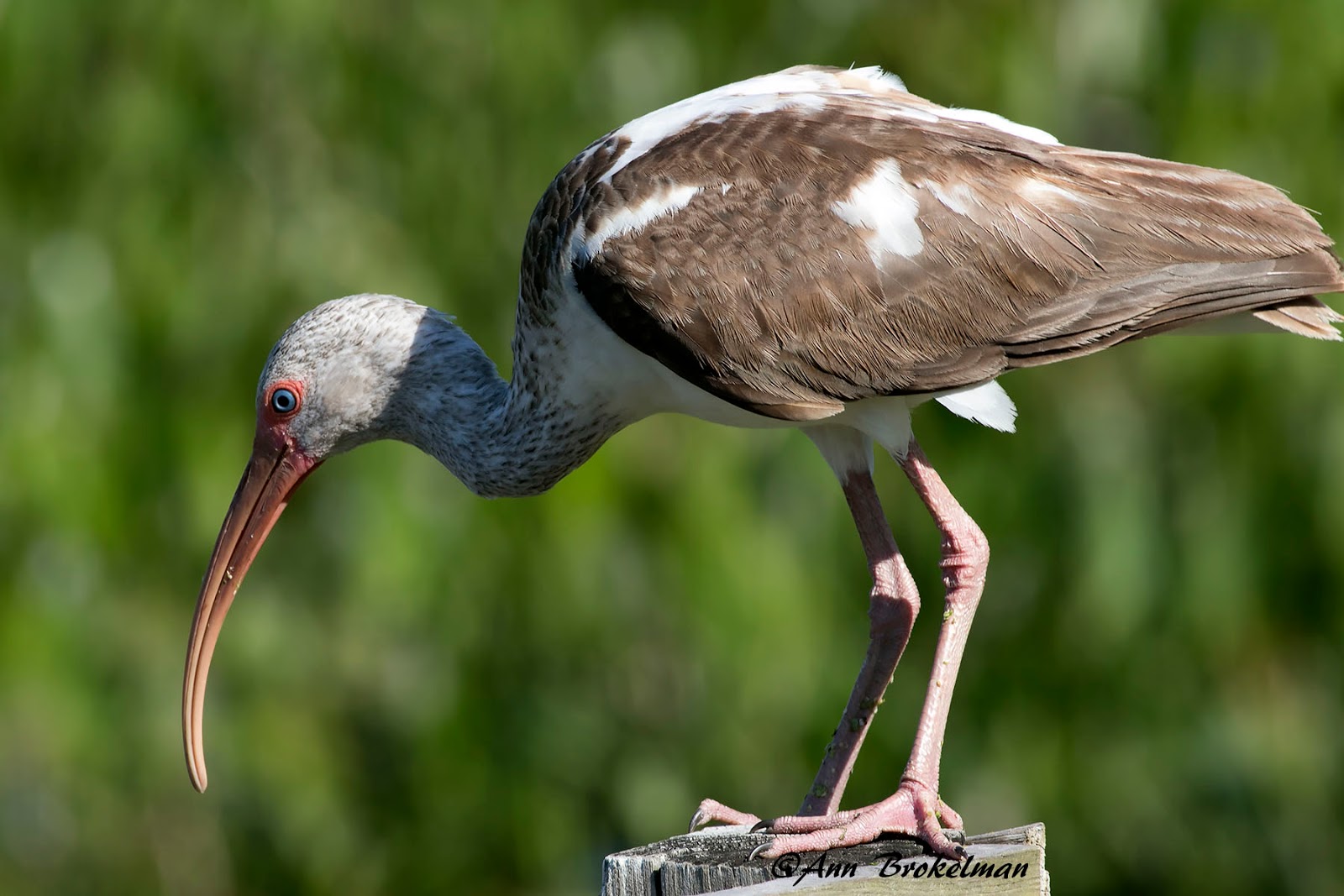 Ann Brokelman Photography: White Ibis juvenile at Florida