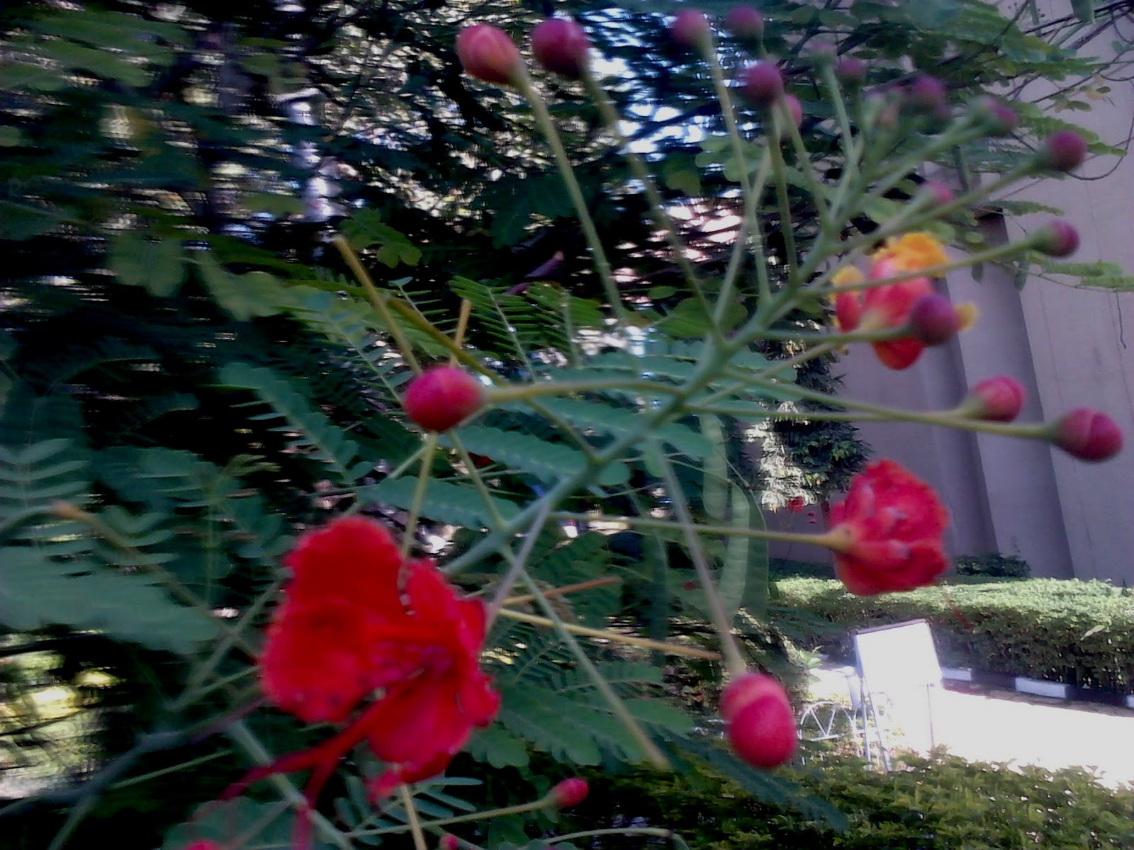 Garden Care Simplified: Is This Gulmohar Tree with yellow Blooms?