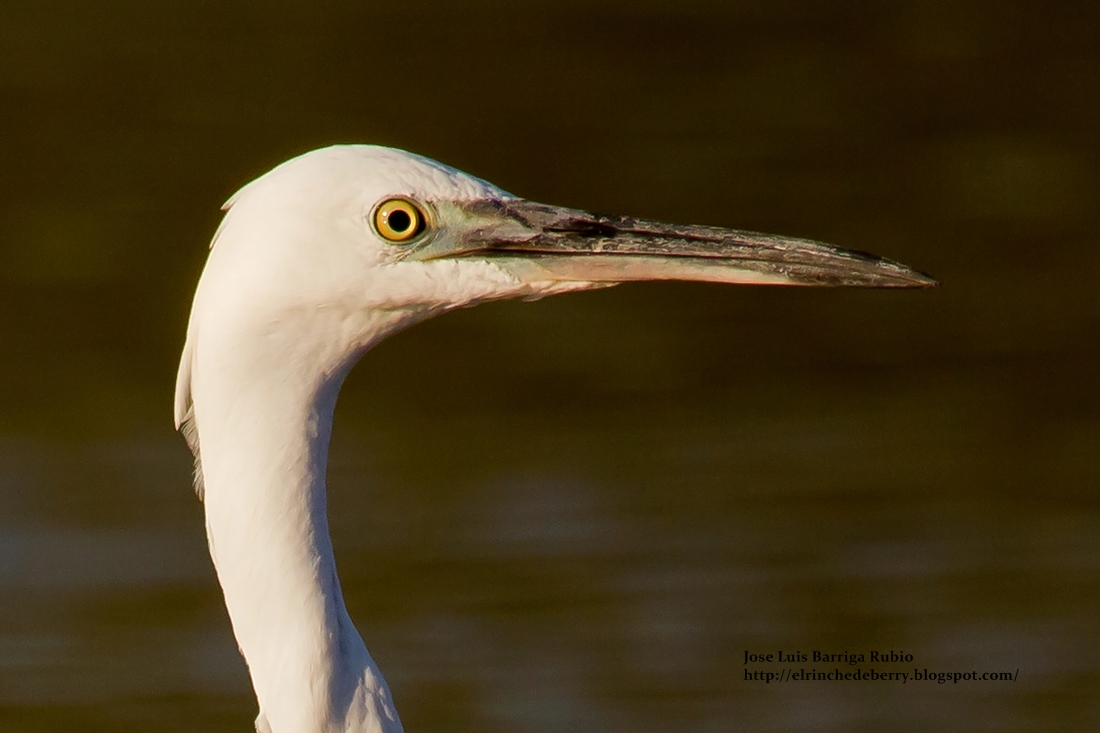 El Rinche de Berry : Fotos de Aves