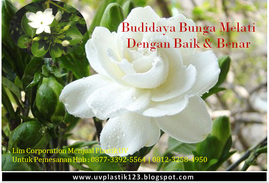 Inilah Cara Sempurna Budidaya Tanaman Bunga Melati - Lim Corporation