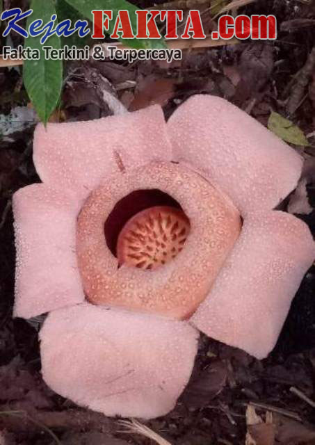 Bunga Rafflesia Salah Satu Icon Bengkulu, Juga Tumbuh di Muara Sahung ...