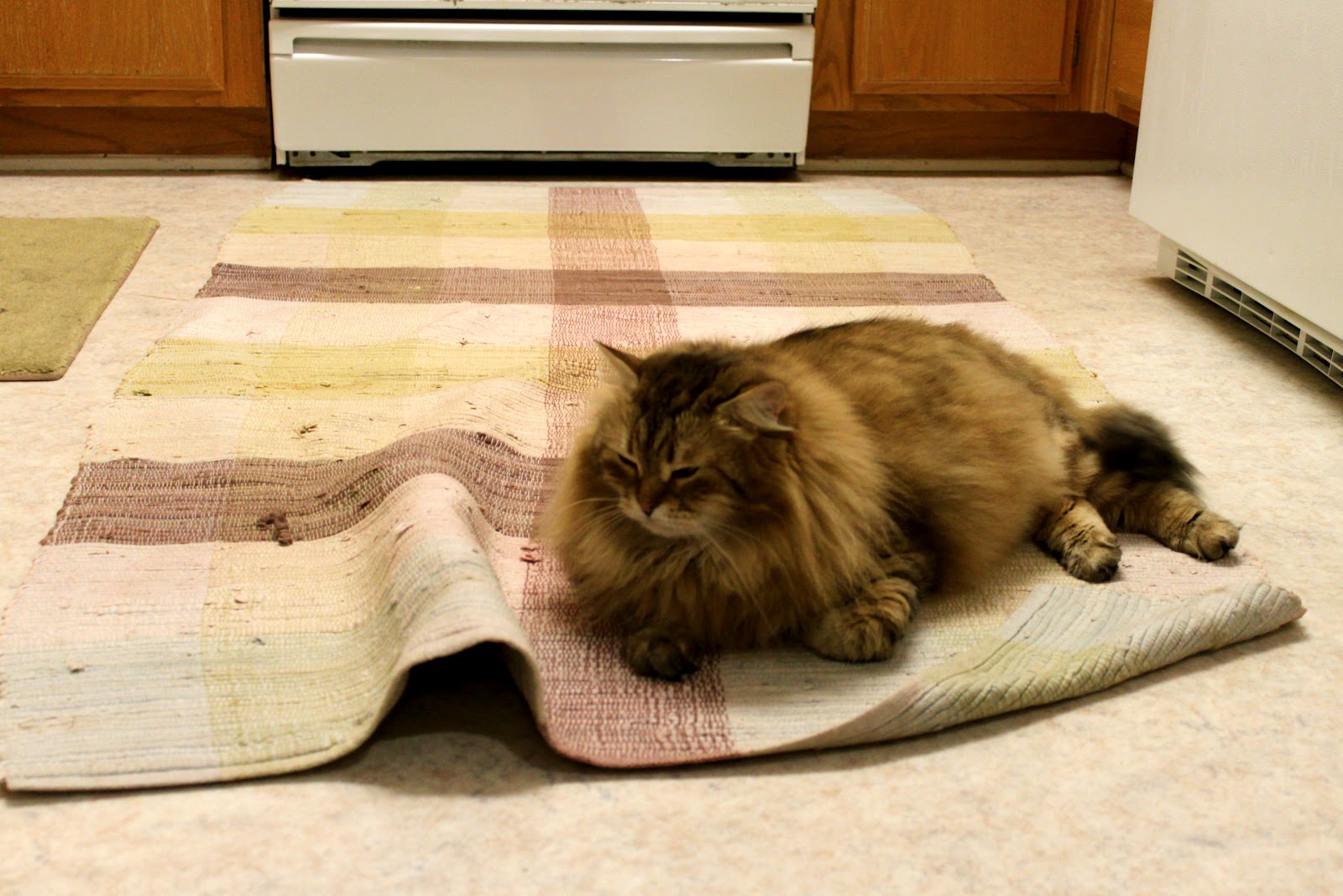 Cation Designs: The Sewing With Cats Blog Award!