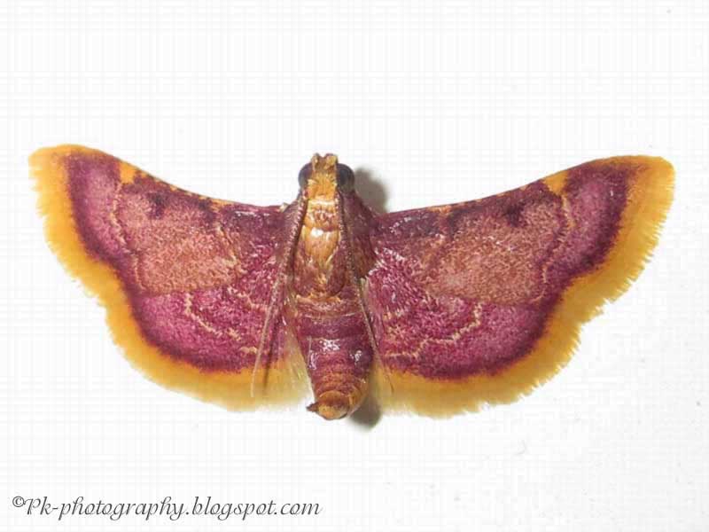 Clover Hay-worm Moth | Nature, Cultural, and Travel Photography Blog