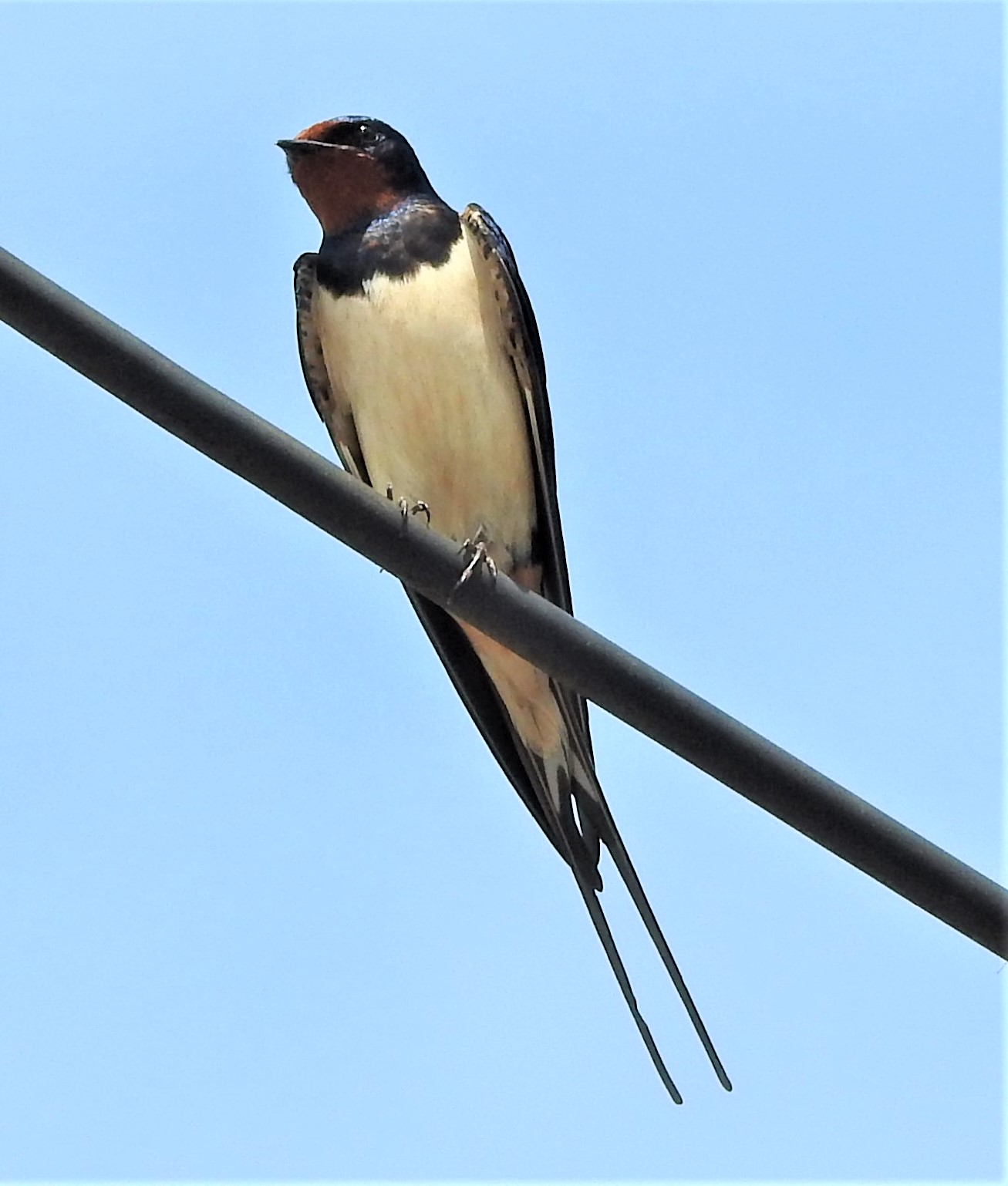 Ocells del meu país - Catalunya
