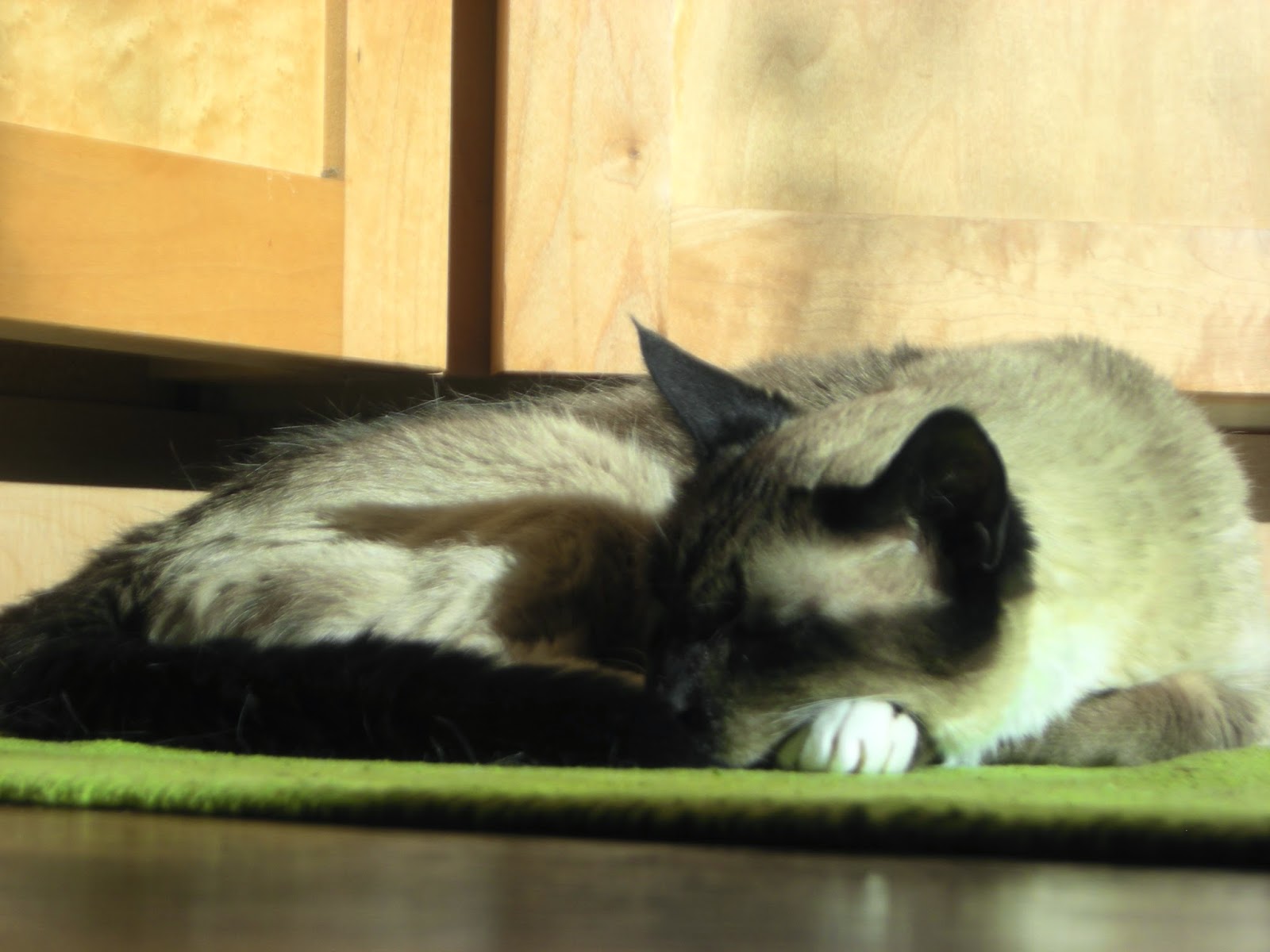Gorgeous George The Snowshoe Siamese