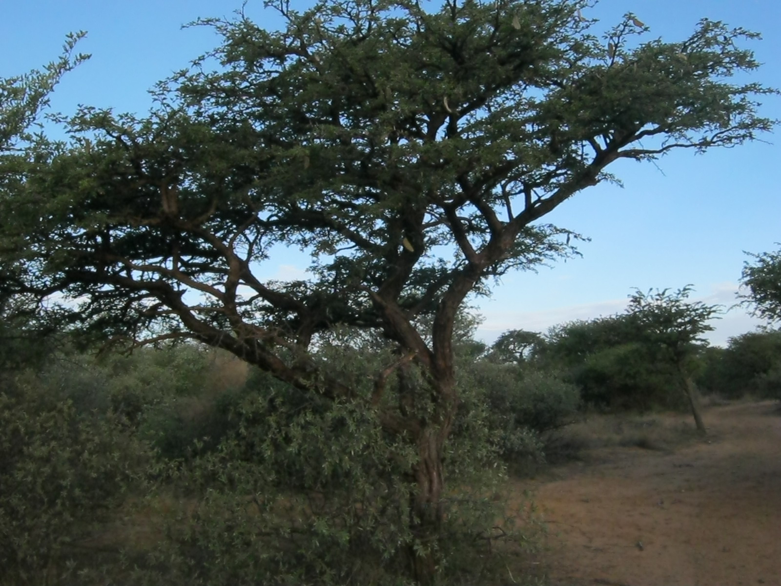 FIELD CRAFT: On My Walk Today.....