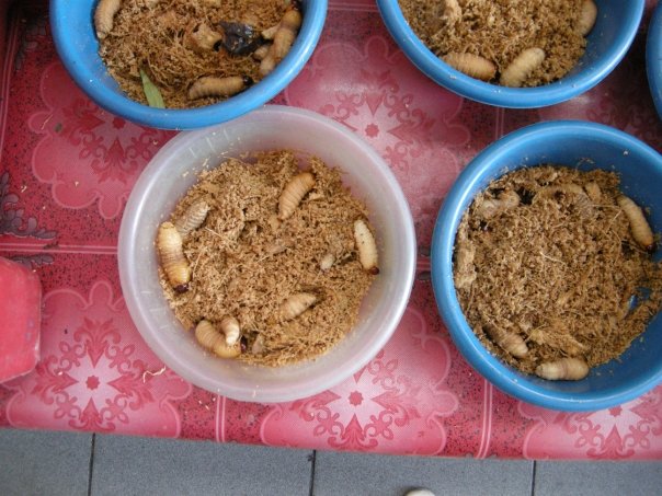 Discover Sibu, Sarawak: Sago Worm