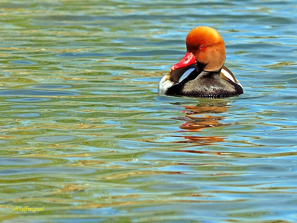 Miguel fotografia: Netta rufina (Pato colorado)