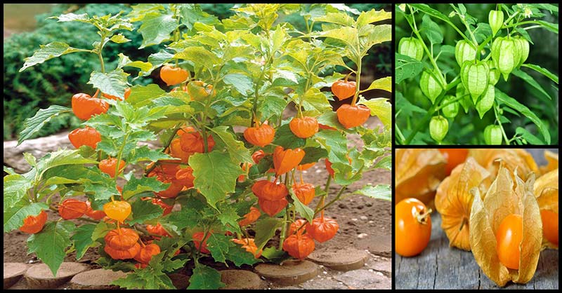 Physalis: One Of The Rarest And Exotic Fruits In The World With Lots Of ...