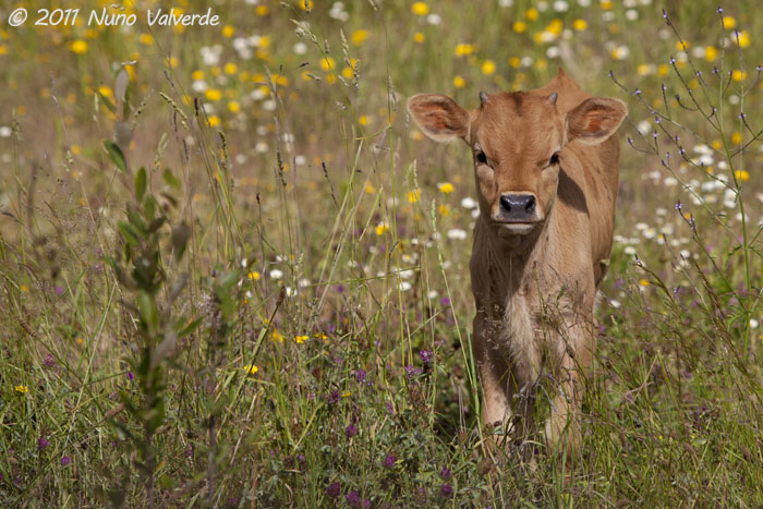 Spot Natural: Barrosã Veal