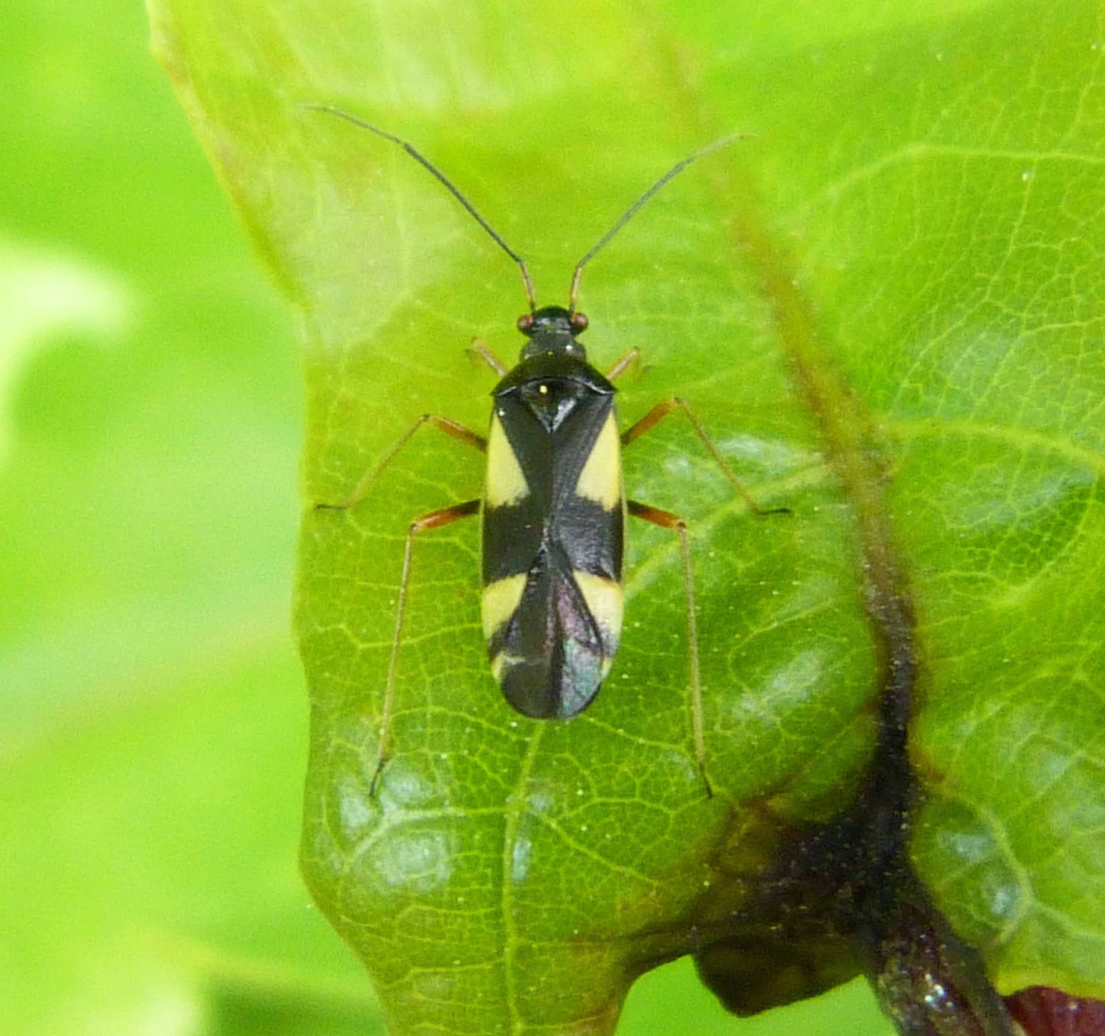 Insects of Scotland: True Bugs