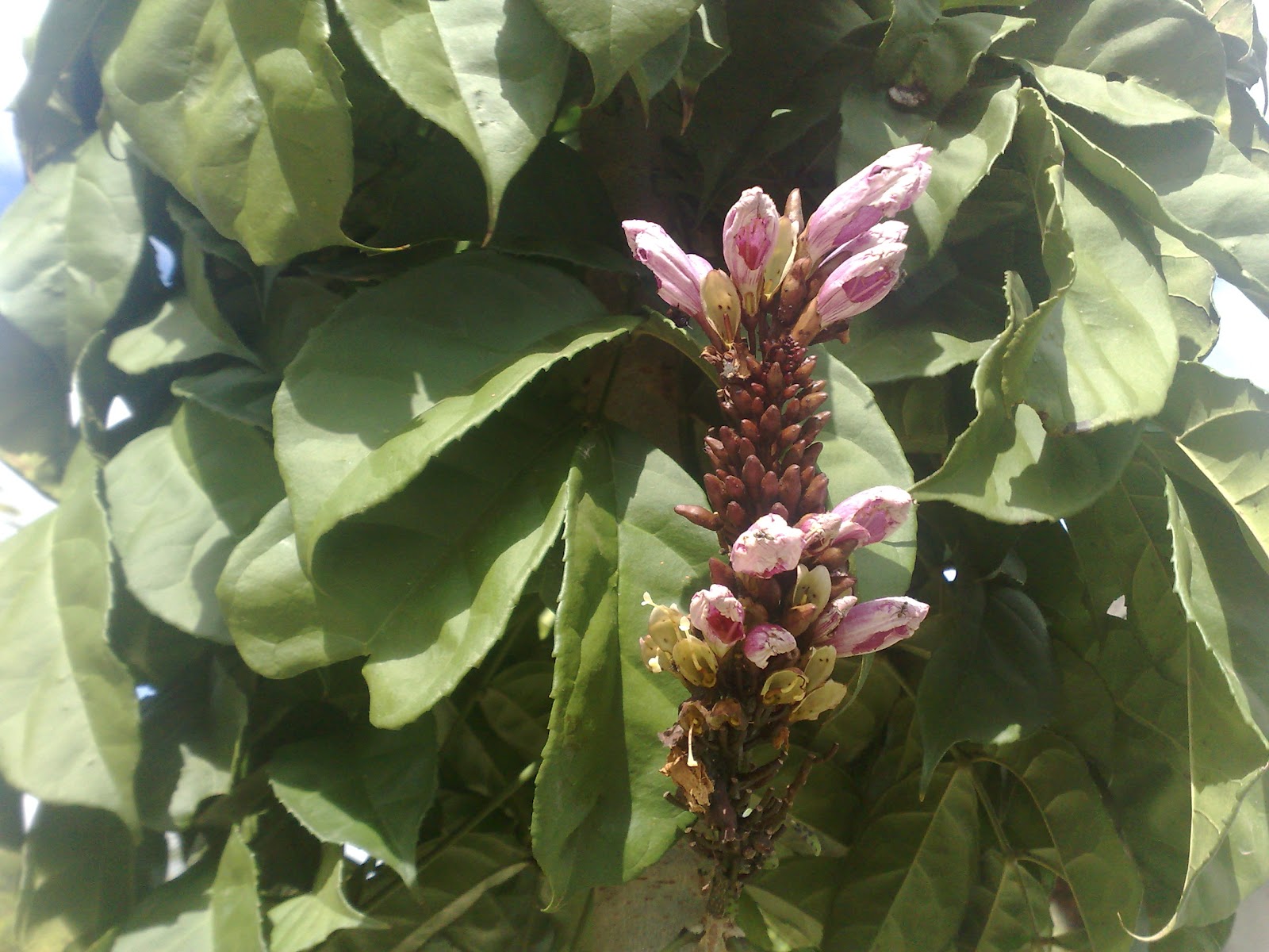 Lendas, Mistérios e Curiosidades da Religião Afro: Akokô