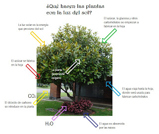 Amor a la tierra, a las plantas, a la vida...: ¿Qué hacen las plantas ...