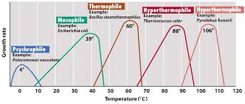 Media Pertumbuhan (Buatan) Mikrobiologi - Mydokterhewan
