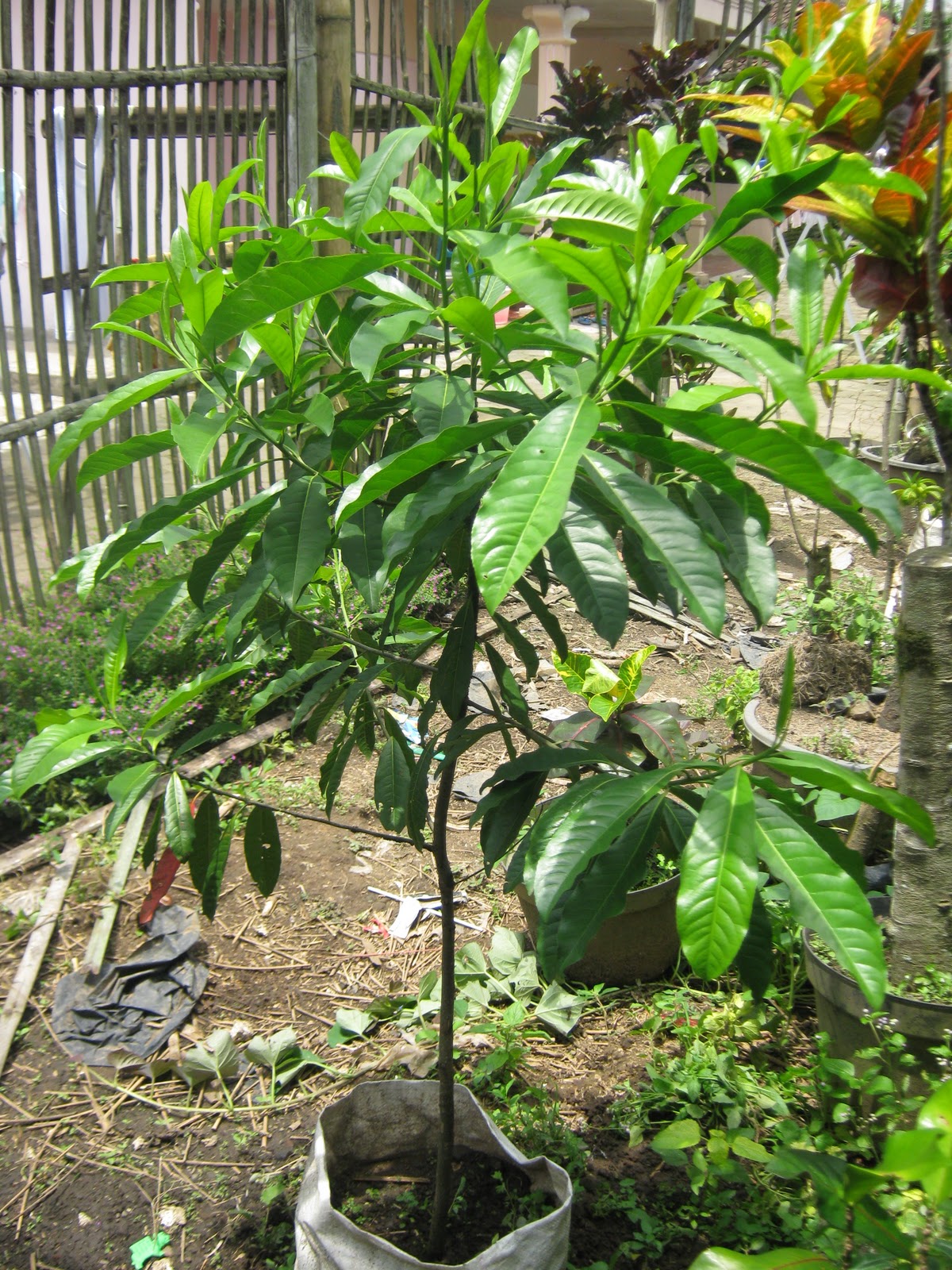 Rudraksha Cilacap: Cara Menanam / Budidaya Pohon Jenitri Dari Bijinya