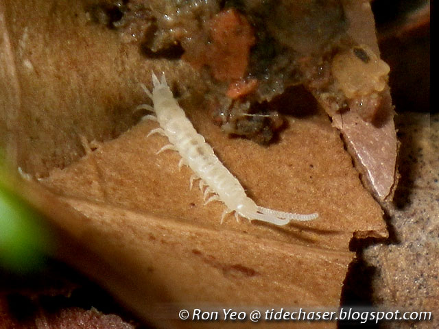 tHE tiDE cHAsER: Arthropods (Phylum Arthropoda) of Singapore