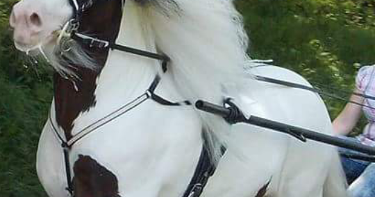Gypsy Cob UK