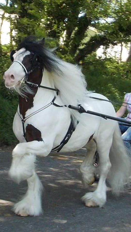 Featured Stallions & Studs