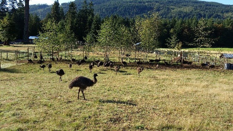 Emu Farming Made Easy: A Change Is As Good As A Rest
