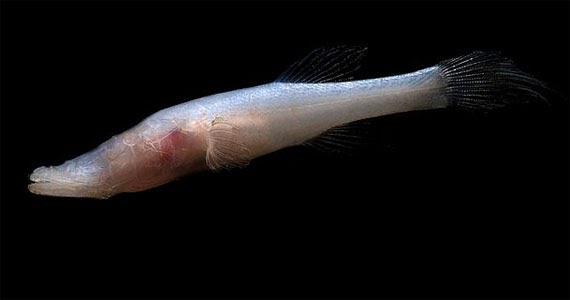 Endangered Species: Alabama Cave Fish