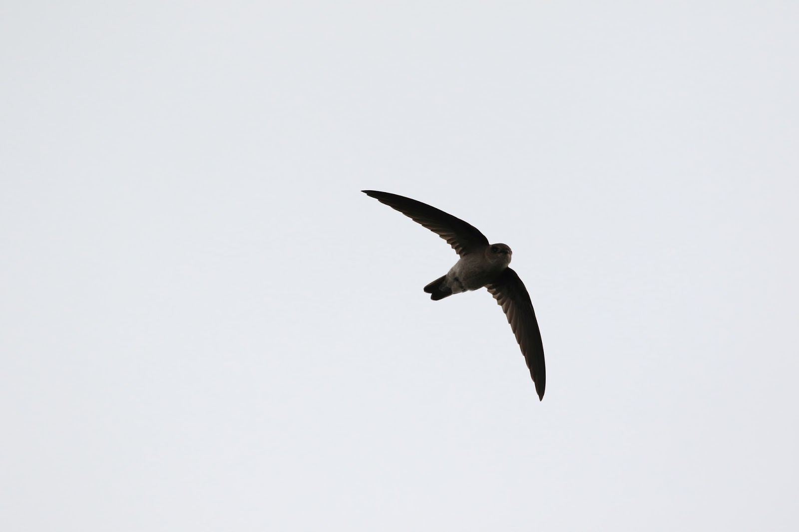 Fai's Birding Blog: Germain's / Himalayan Swiftlet