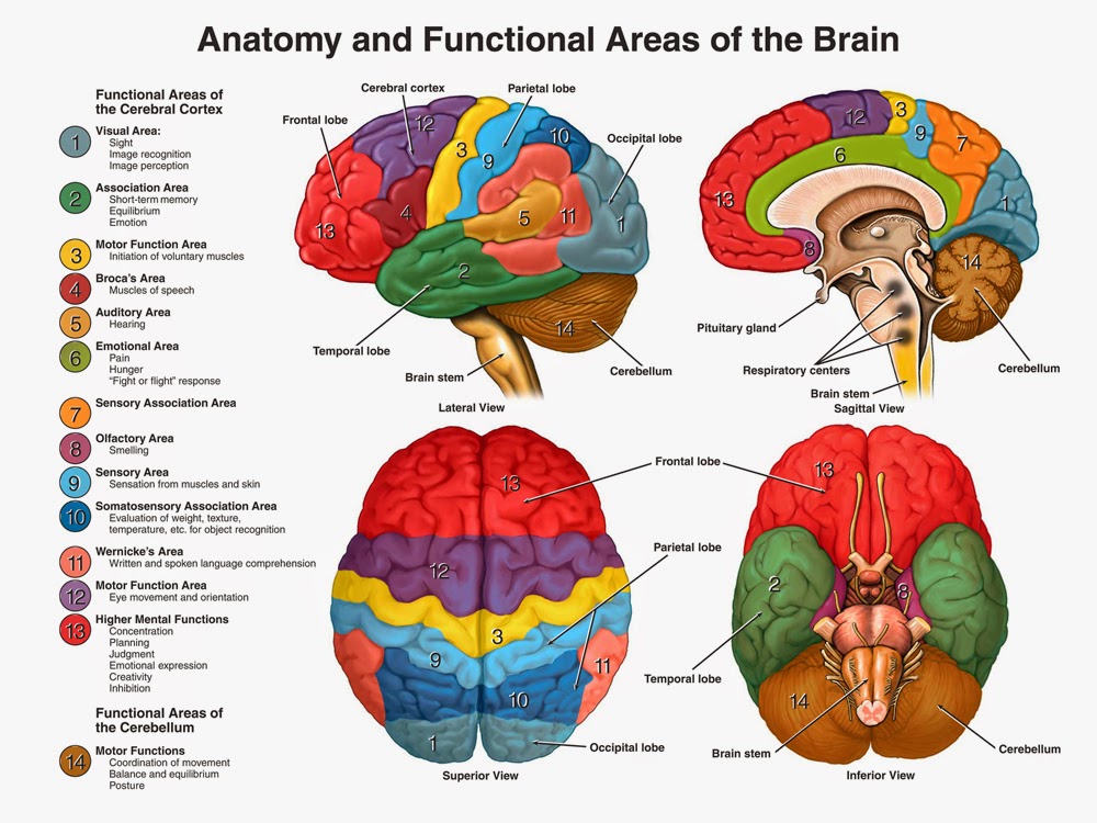 medicina integrale: Neuroanatomy