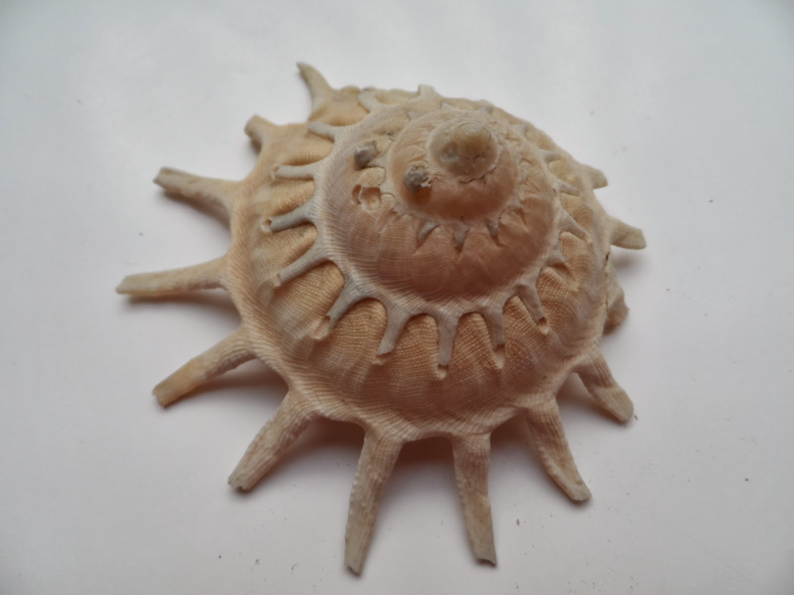 conchas y caracoles: Stellaria solaris