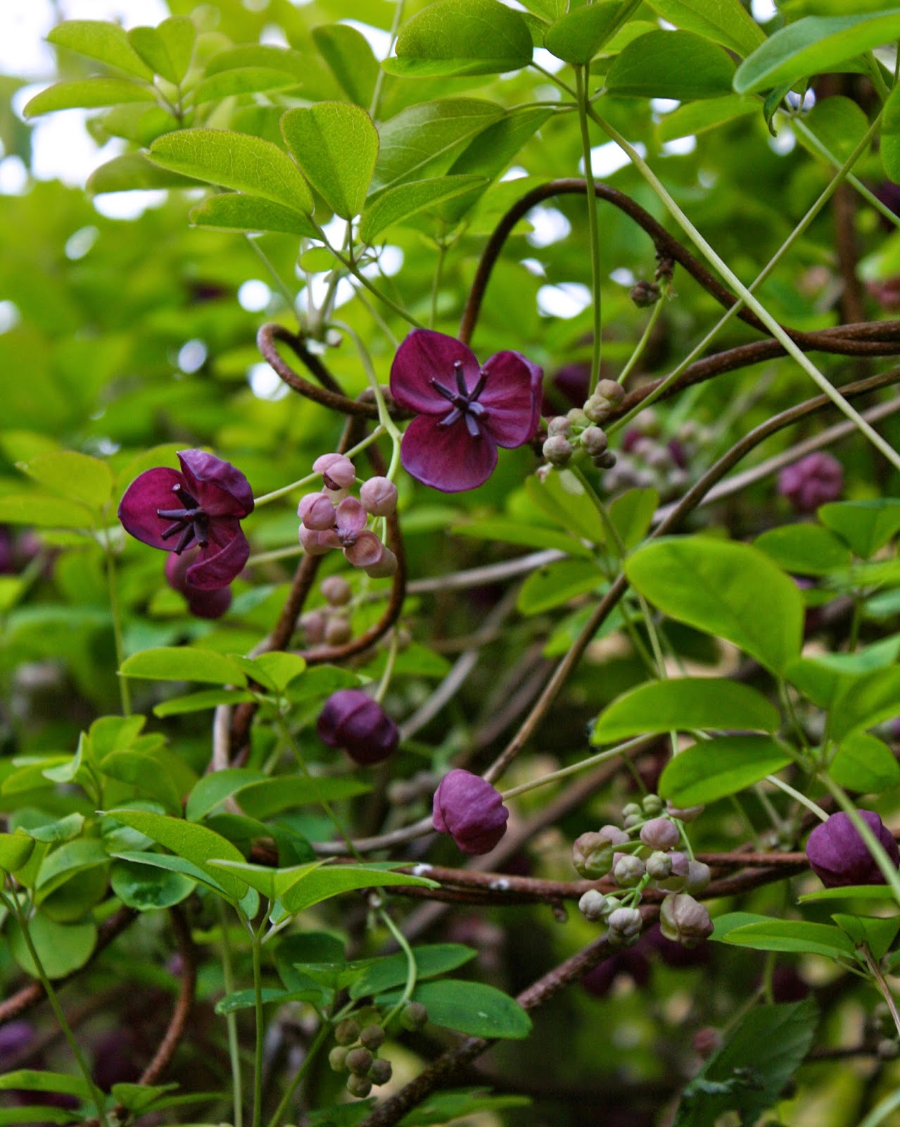 How Does Your Garden Grow... Suggestions Please? - Mrs Fox's ...