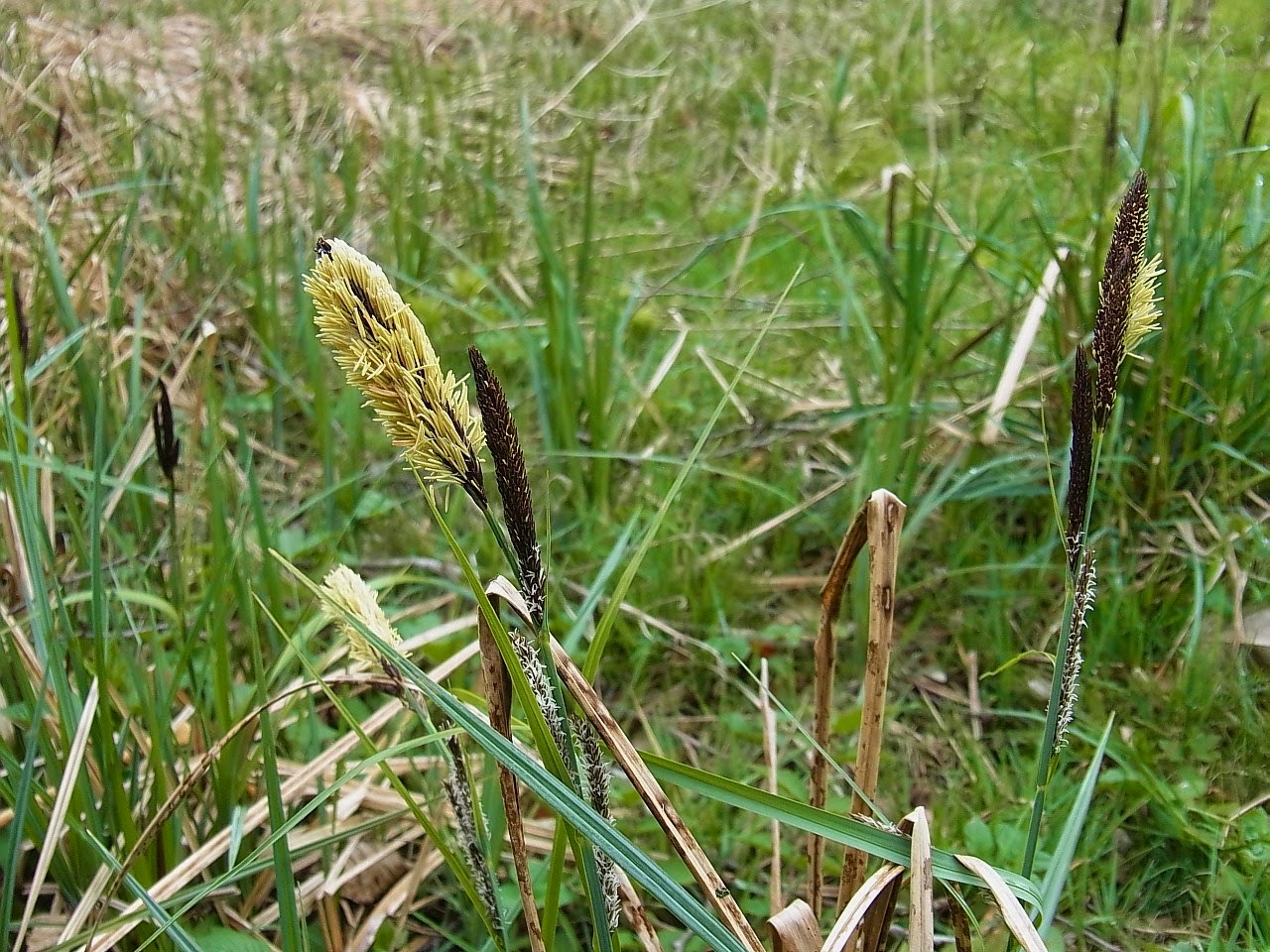 quatre saisons: joncs