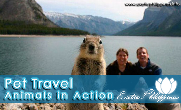 Pet Travel - Animals in Action - Exotic Philippines