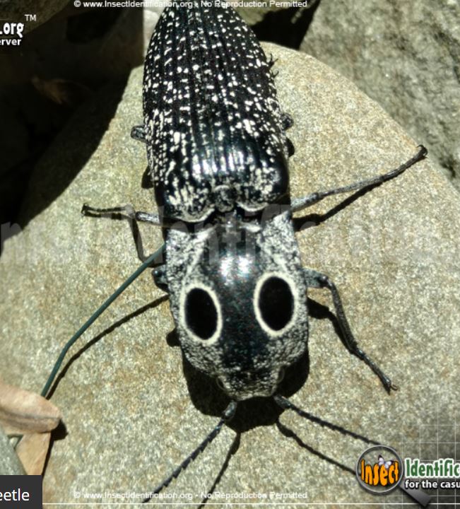 Eastern-Eyed Click Beetle