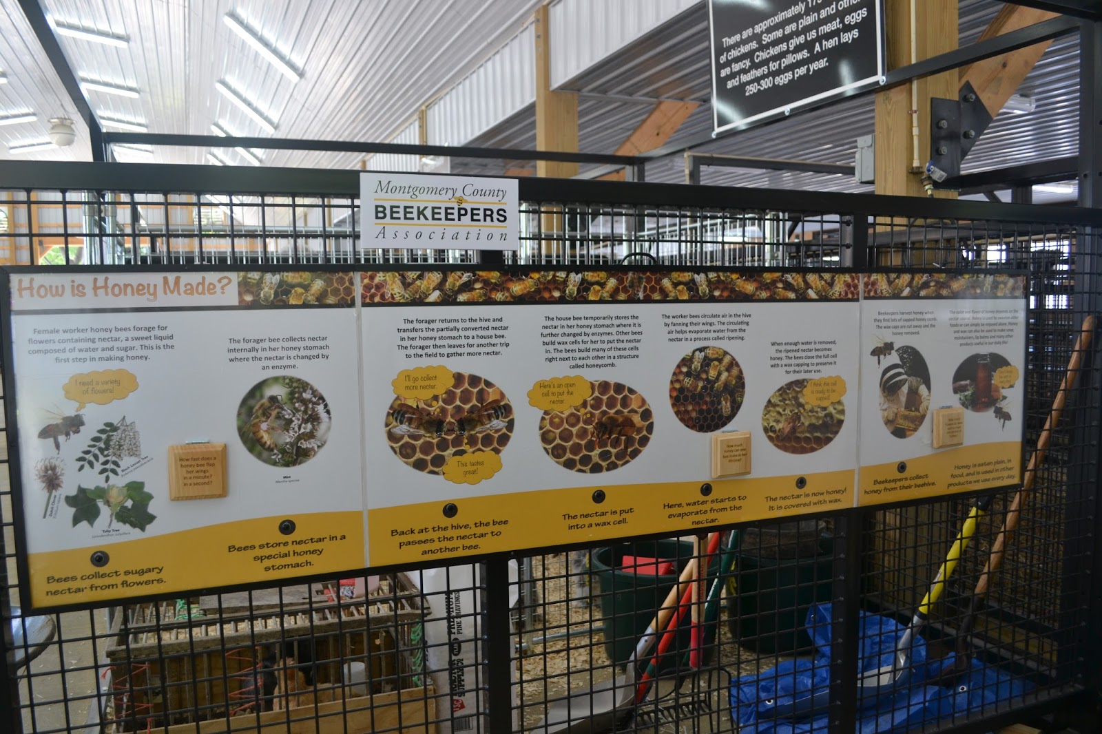 Bees Louise!: Exhibits, Events & Projects