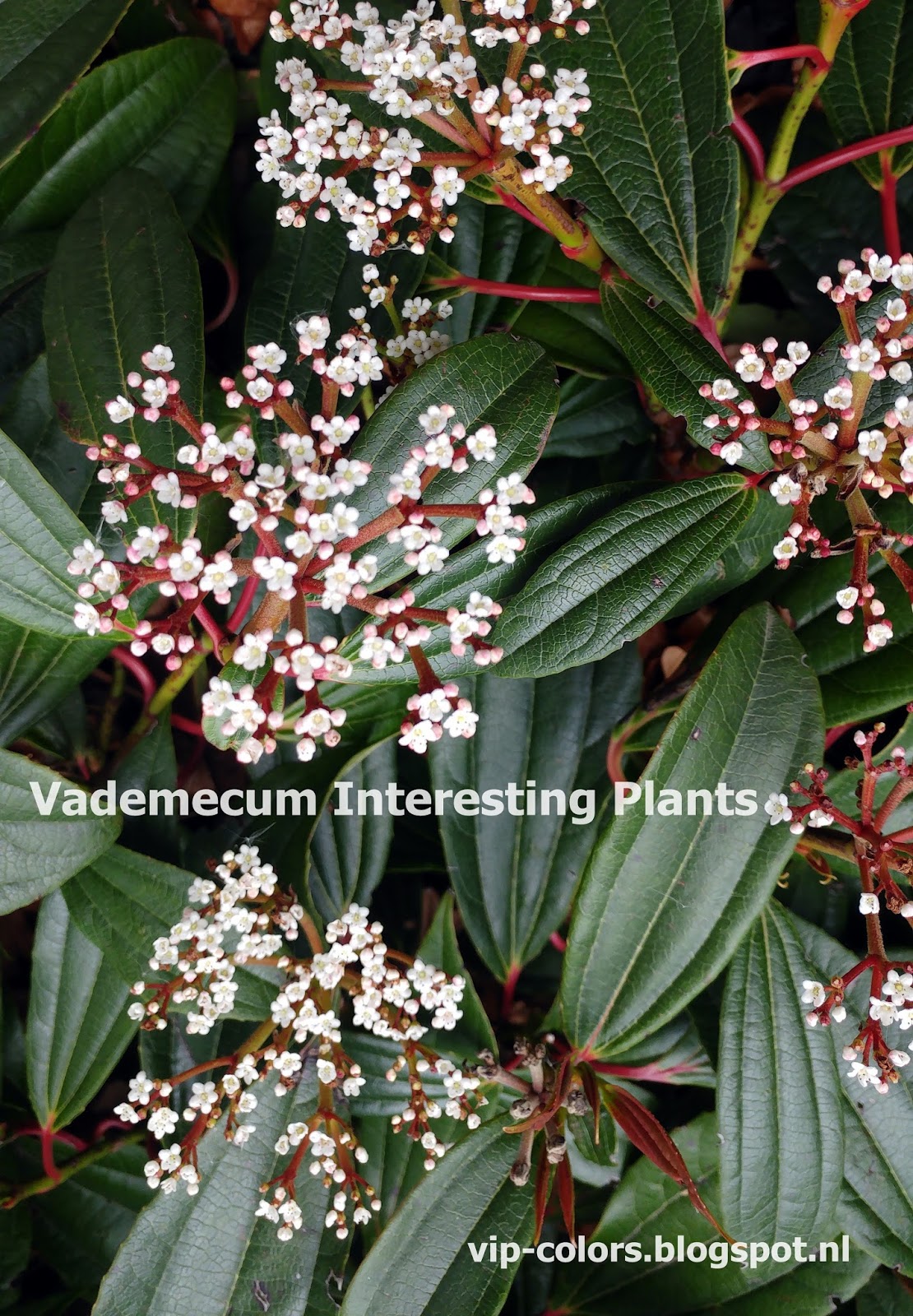 Vademecum Interesting Plants: Viburnum davidii - Kalina Dawida Vademecum Interesting Plants: Viburnum davidii - Kalina Dawida