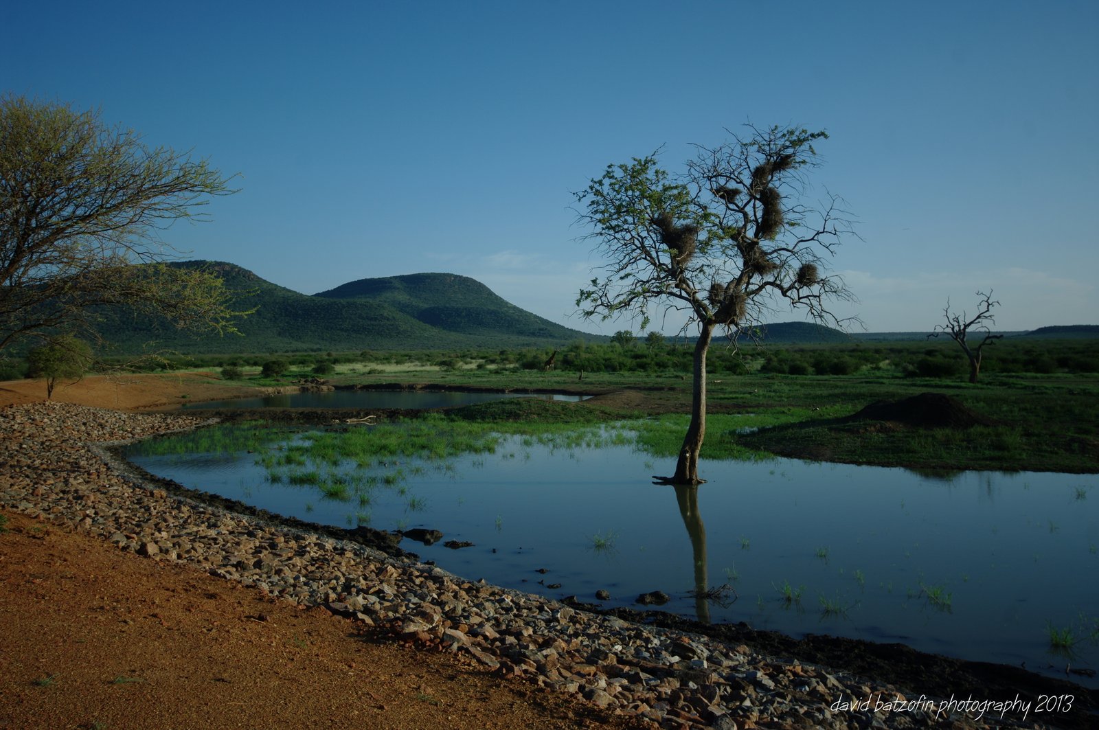 Just another day in Africa.Mosetlha Bush camp game drive - Travel & Things